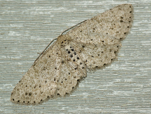 Dotted Gray Moth | Project Noah