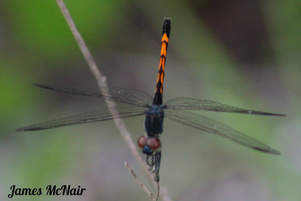 Seaside Dragonlet (female) | Project Noah