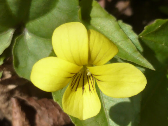 Halberd-leaf Violet | Project Noah