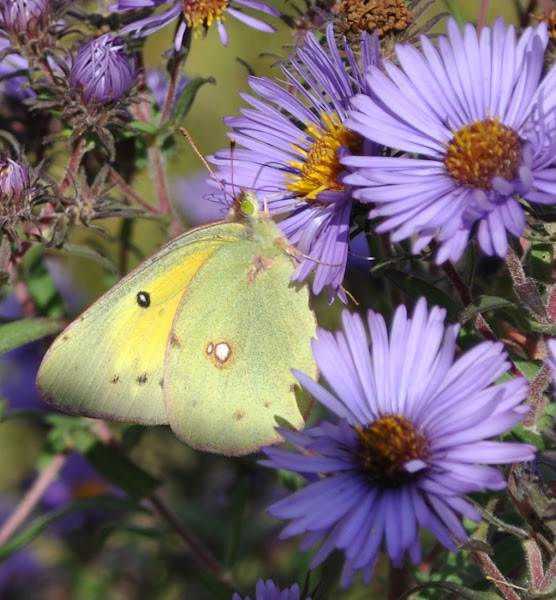 Clouded Sulphur | Project Noah