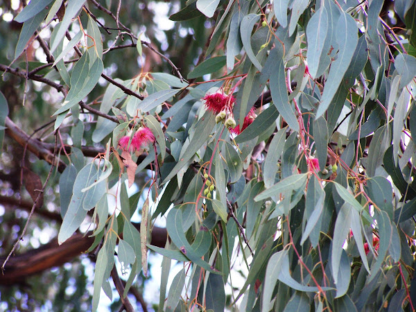 Mugga Ironbark tree | Project Noah