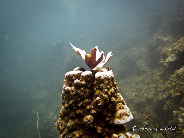 Spotting | Project Noah