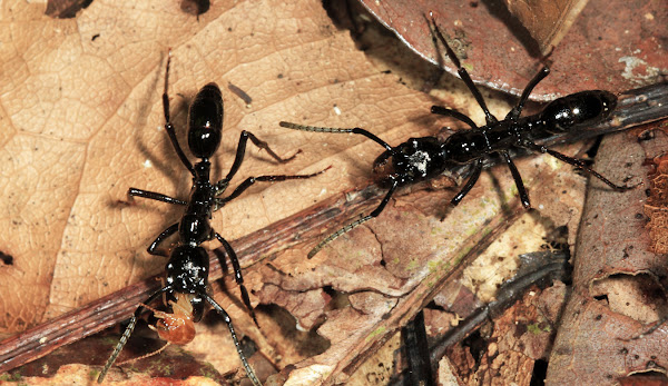 Ponerine Ant | Project Noah