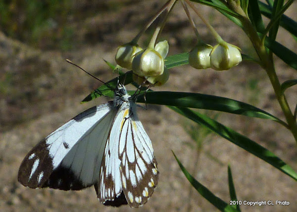 Australian Caper White | Project Noah