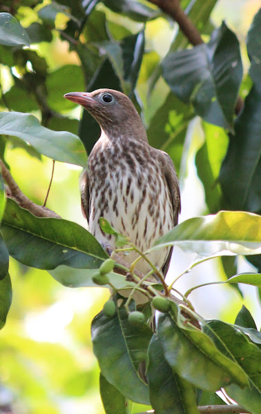 Australasian Figbird (female) | Project Noah