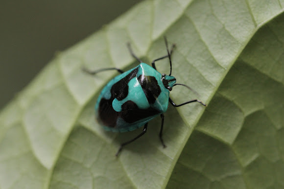 Blue Stink Bug | Project Noah