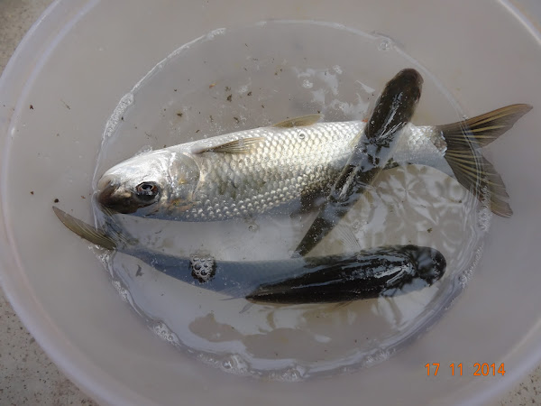 Rui or Rohu fingerlings | Project Noah