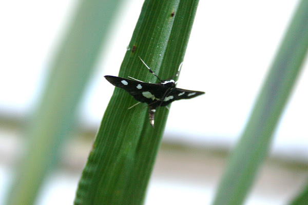 Grape Leaffolder Moth | Project Noah