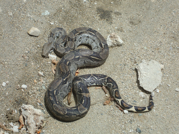 Boa Constrictor | Project Noah