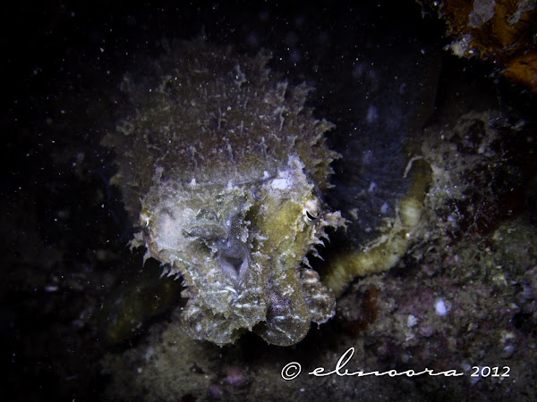 Stumpy-spined Cuttlefish, Dwarf Cuttlefish | Project Noah