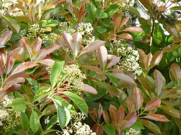 Photinia | Project Noah