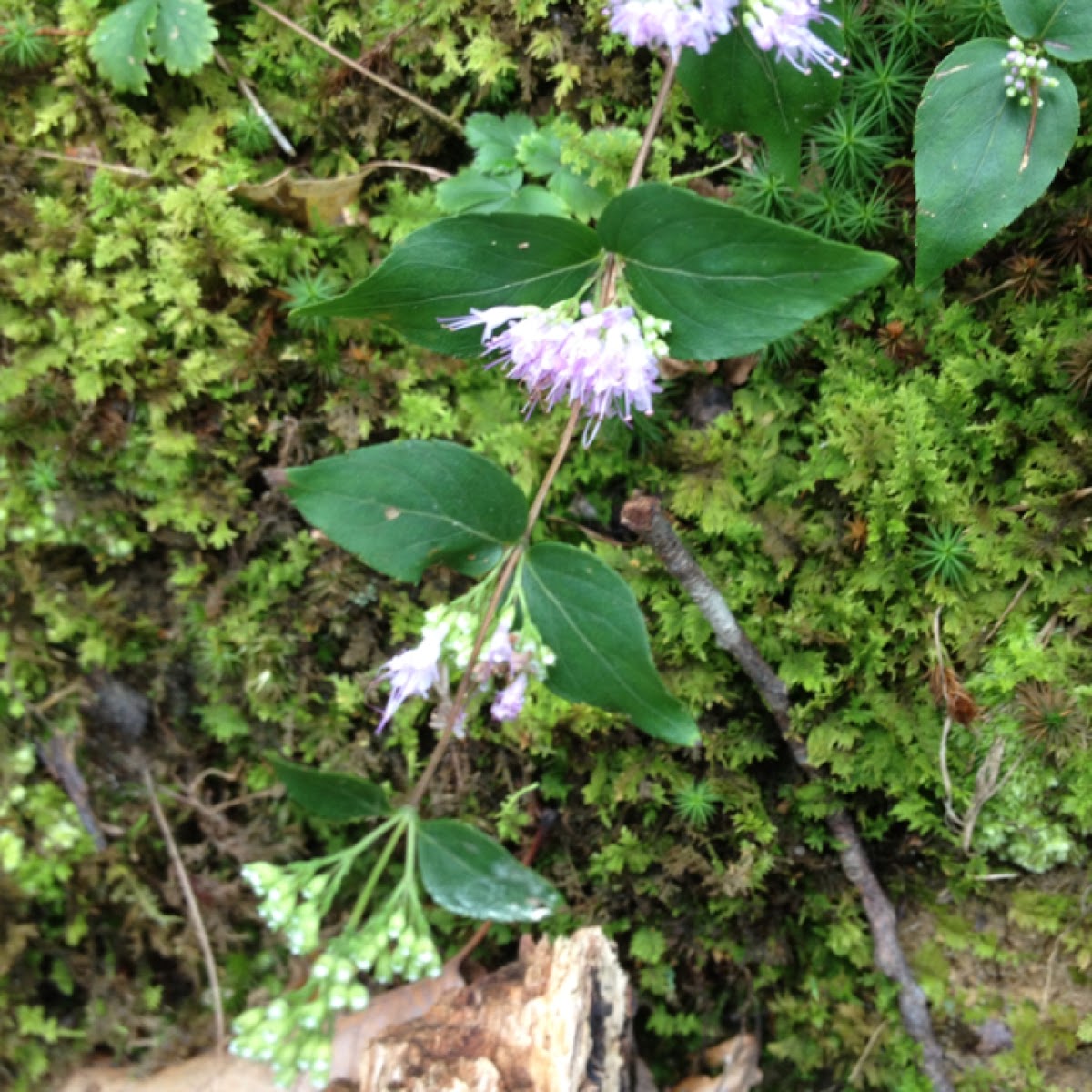 Dittany | Project Noah