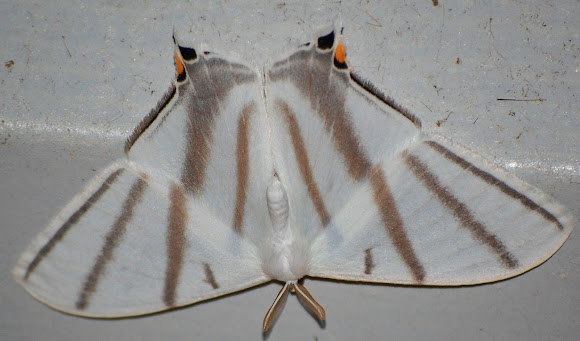 White moth | Project Noah