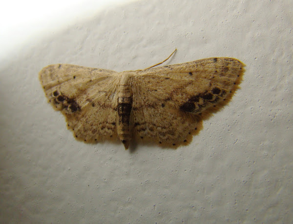 Single-dotted Wave | Project Noah