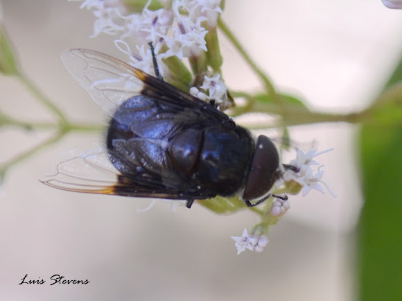 Mexican Cactus Fly | Project Noah
