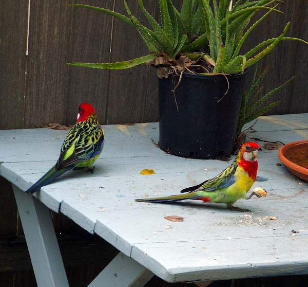 Eastern Rosella | Project Noah