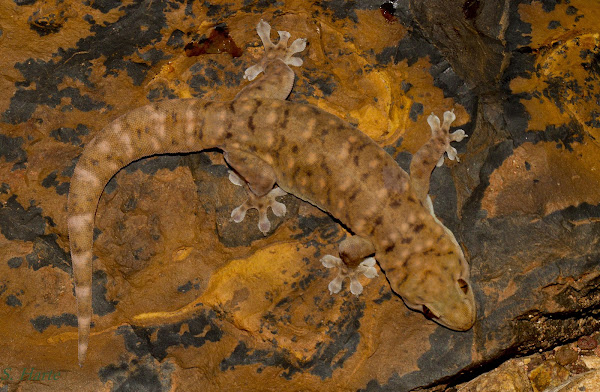 Gehyra robusta | Project Noah