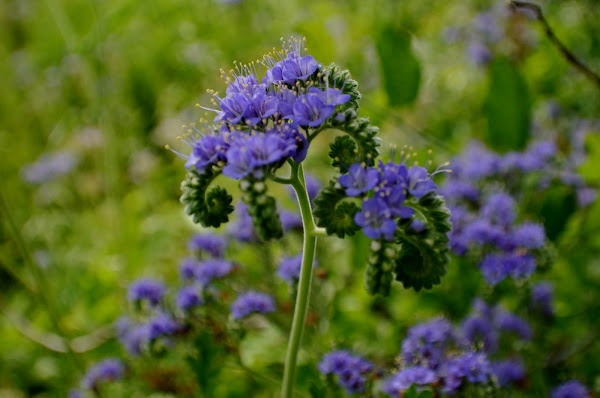 Blue Curls wildflower | Project Noah