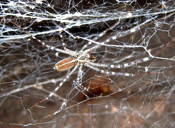 Cave Spider | Project Noah
