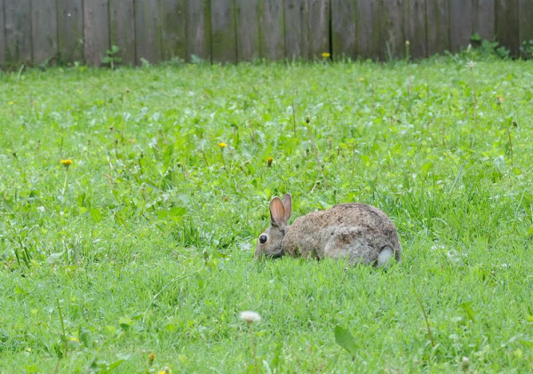 Eastern cottontail rabbit | Project Noah