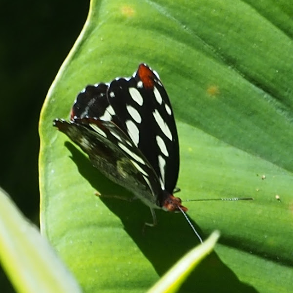 Mexican Catone (female) | Project Noah