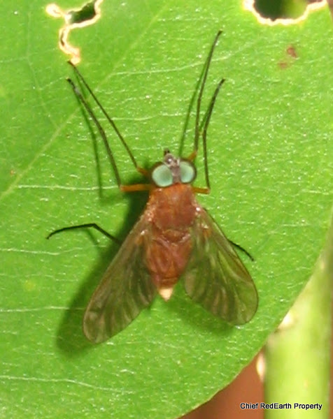 blue-eyed Fly | Project Noah