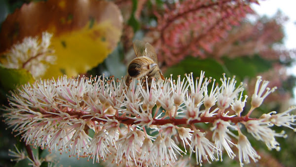 Kamahi and a bee | Project Noah
