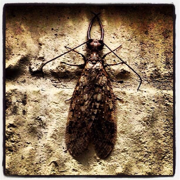 Eastern Dobsonfly, male | Project Noah