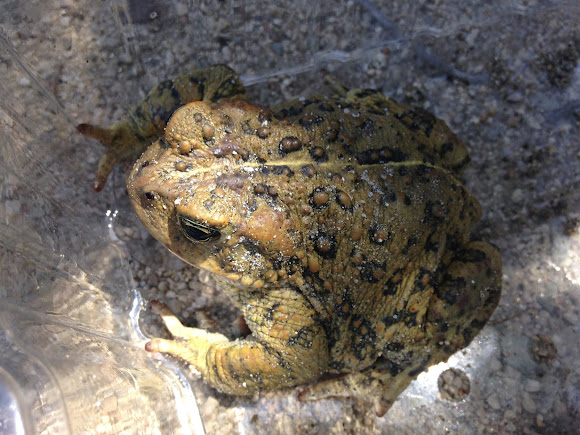 Woodhouse's Toad | Project Noah