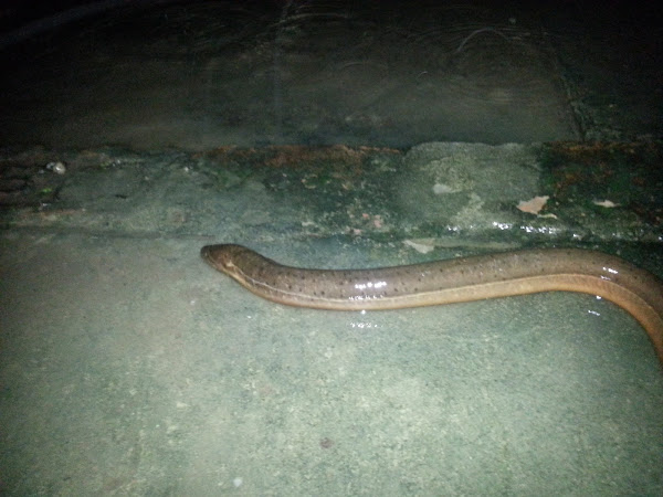 Cuchia | Project Noah