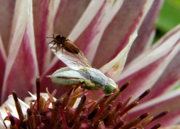 Peacock fly (fruit fly) | Project Noah