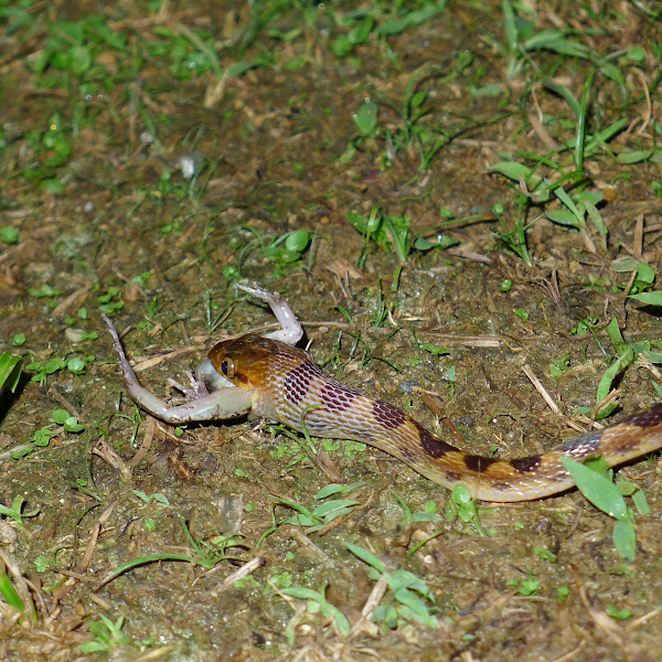 Cat-eyed snake | Project Noah