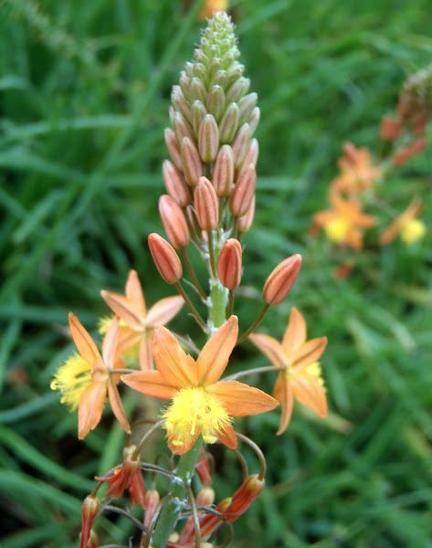 Stalked Bulbine, Orange Bulbine | Project Noah
