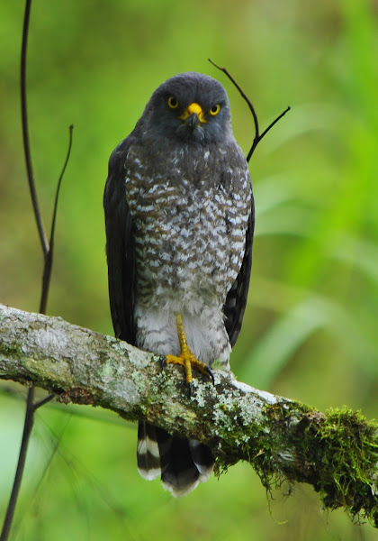 Gavilán | Project Noah