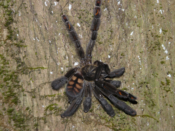 Venezuelan Suntiger Tarantula | Project Noah