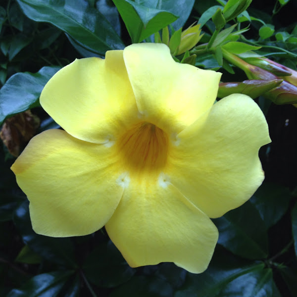 golden trumpet | Project Noah