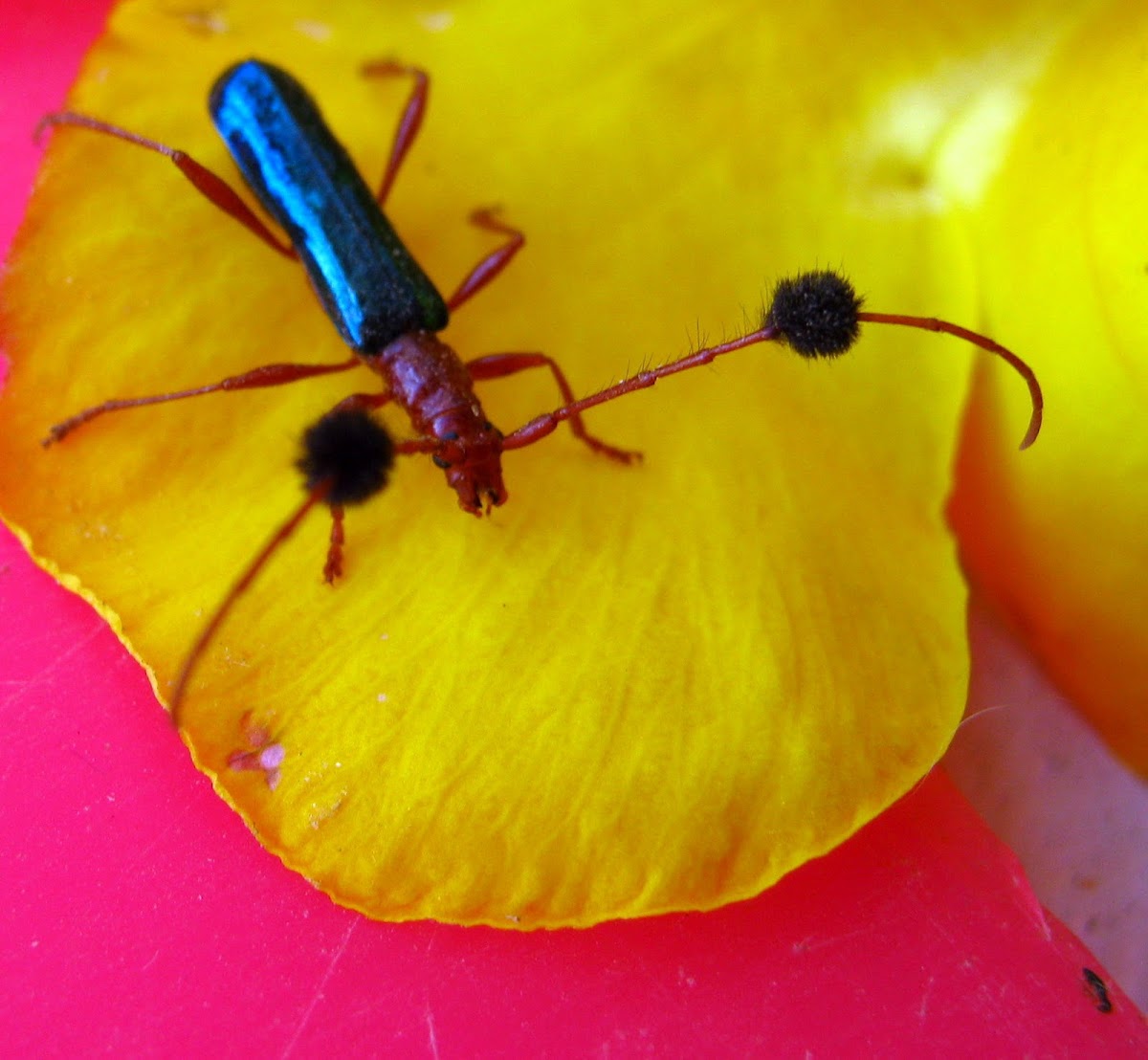 Longicorn Beetle | Project Noah