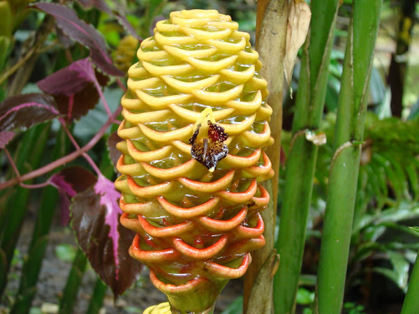 Zingiber zerumbet | Project Noah