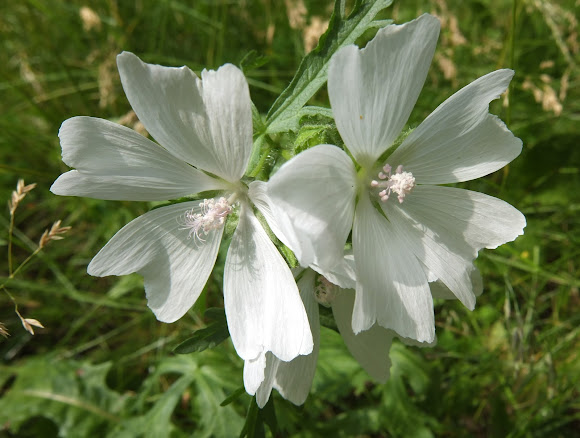 White Musk Mallow | Project Noah