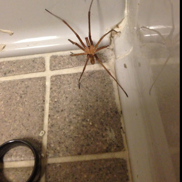 Crevice Weaver | Project Noah