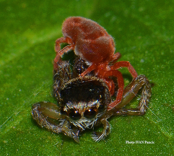 Jumping Spider and Velvet mites | Project Noah
