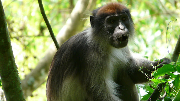 Eastern Red Colobus | Project Noah