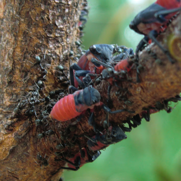 Common Jassid | Project Noah