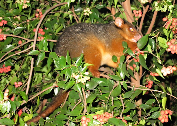 Common Ringtail Possum | Project Noah