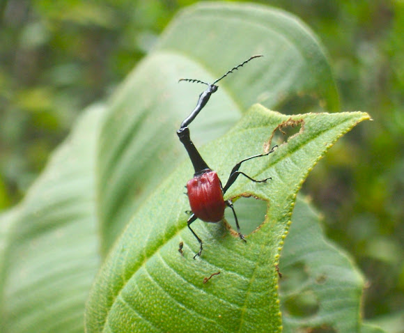 Giraffe necked weevil | Project Noah
