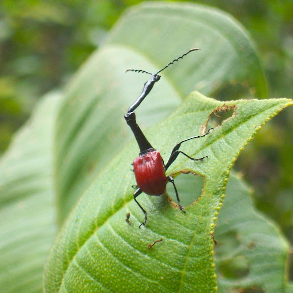 Morphed Organism ID | Project Noah