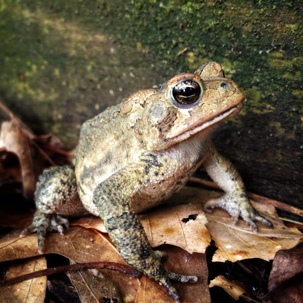 American Toad | Project Noah