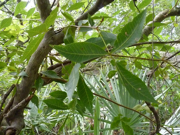 Scrub Hickory | Project Noah