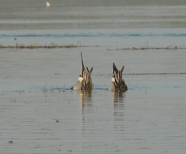 Northern Pintail (Male) | Project Noah