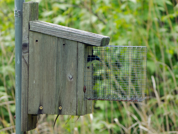Tree Swallow (nesting box) | Project Noah